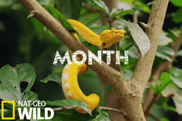 March Is Snake Month - FootNotes Media