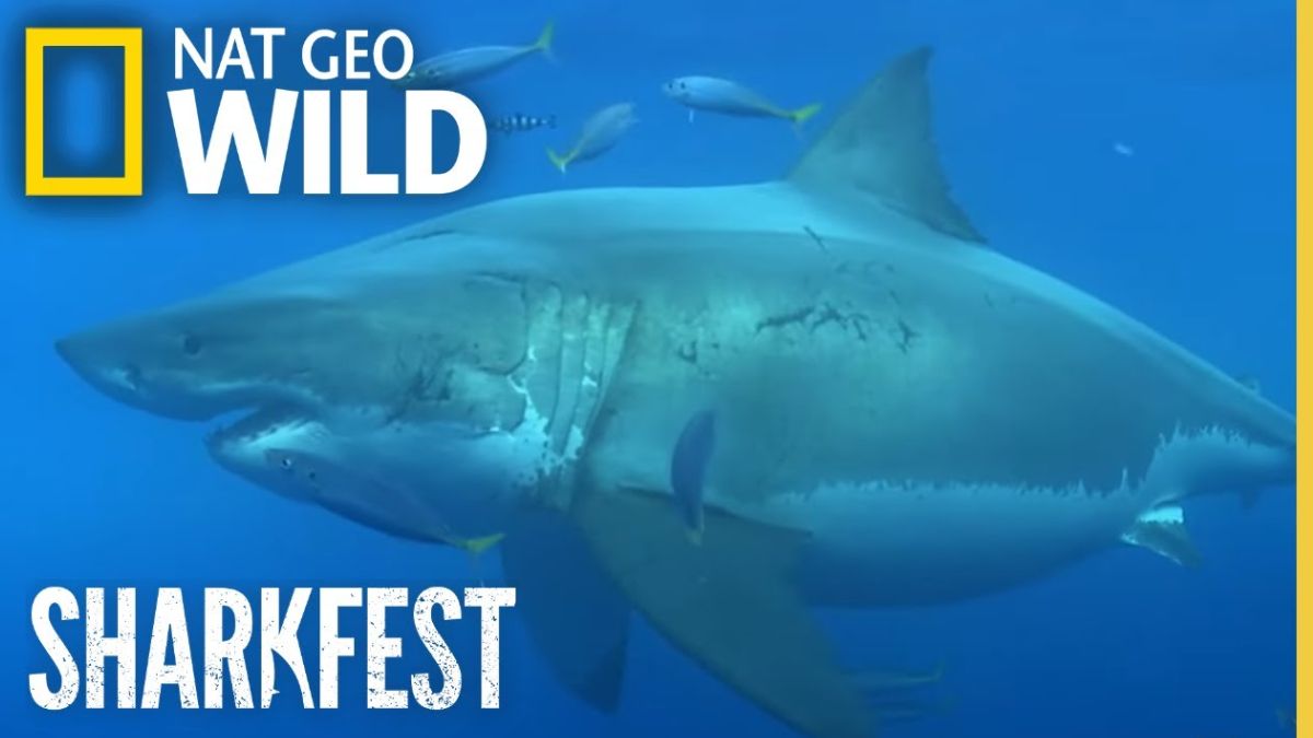 Shark-filled Programming on National Geographic Wild - FootNotes Media