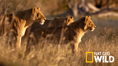 National Geographic Wild Celebrates Untamed Africa - FootNotes Media