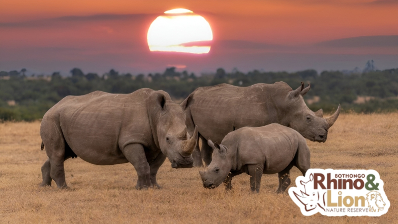Bothongo Rhino & Lion Nature Reserve Launches Sunset Safaris ...